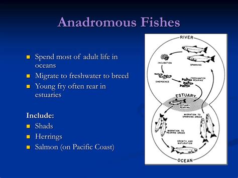 Ppt Estuaries Where Rivers Meet The Sea Powerpoint Presentation