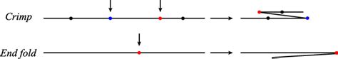 The Crimp And The End Fold Download Scientific Diagram