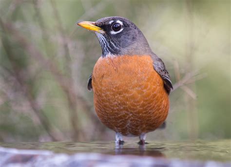 What Robins Teach Us A Perspective From The Angels