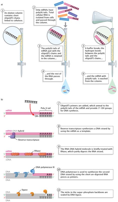 Gene Cloning Steps