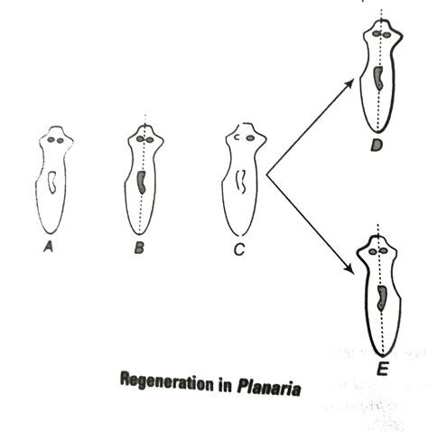Regeneration In Planaria Diagram