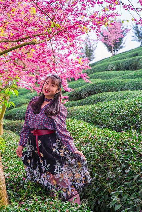 Yongfu Cherry Blossom Tea Garden Stock Image Image Of Asian Garden 315625121