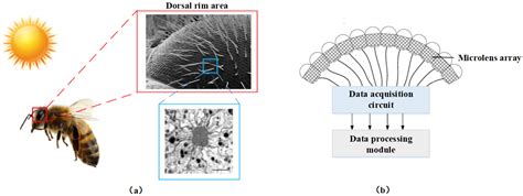 Remote Sensing Free Full Text Polarization Orientation Method Based On Remote Sensing Image