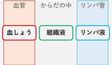 【質問】中学（理科）：血しょうと組織液の違いを教えてください。 オンライン無料塾「ターンナップ」