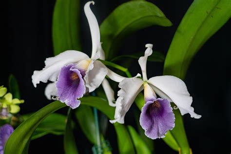 Orchid Care Service Miscellaneous Orchid Mix Miscellaneous Orchid Mix