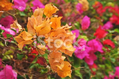 Multi Colored Leaves Stock Photo Royalty Free Images FreeImages