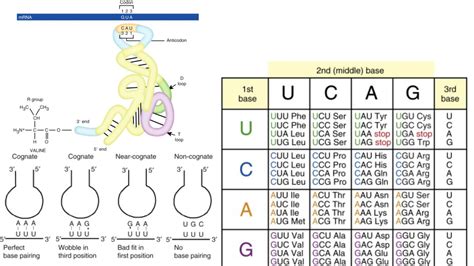 Nucleotides And Nucleosides Definition Structure Function Types Biology Notes Online