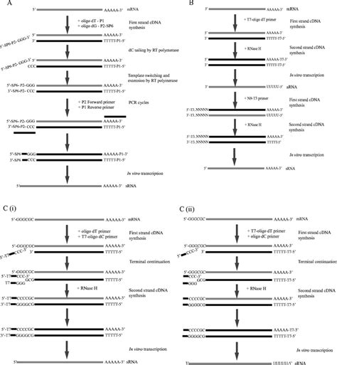 A First Strand Cdna Is Initiated By Priming With An Oligo Dt Primer