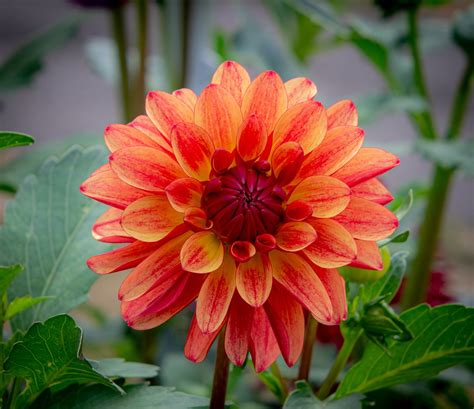 꽃 꽃잎 오렌지 주황색 Pixabay의 무료 사진 Pixabay