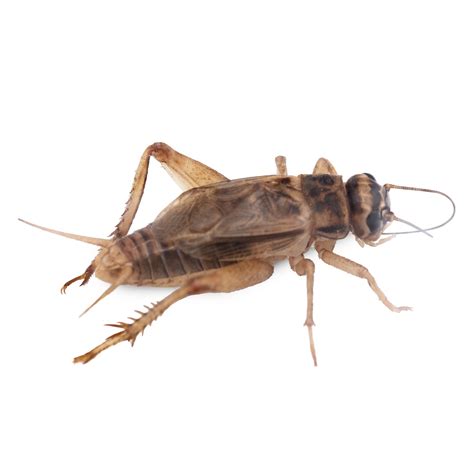 Cricket Acheta Domesticus Live Food Ant Dimension