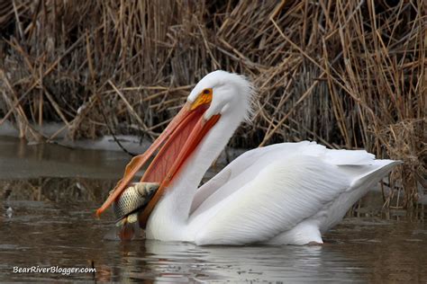 Why Do American White Pelicans Have A Throat Pouch Bear River Blogger