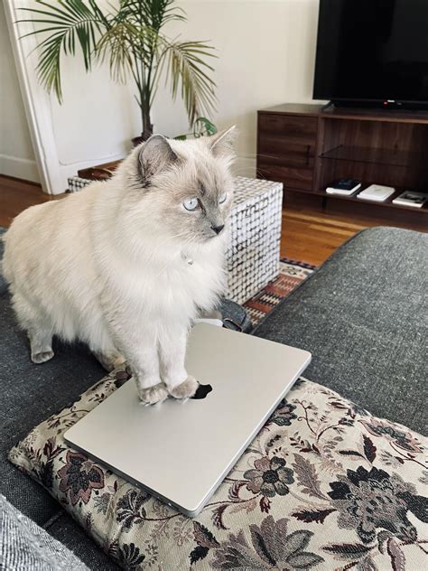 Standard Issue Ragdoll Reporting For Duty Rragdolls