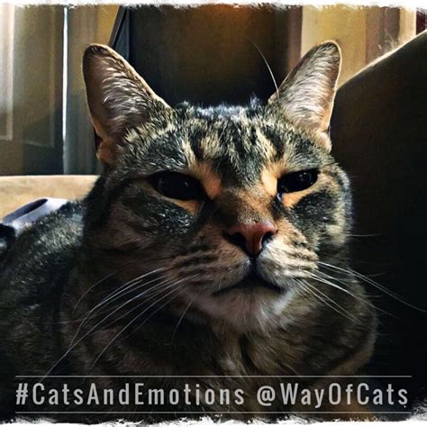 It S Not Easy To Tell If The Cat Is Sick Way Of Cats