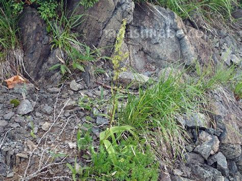 タカネアオヤギソウ 花しらべ 花図鑑