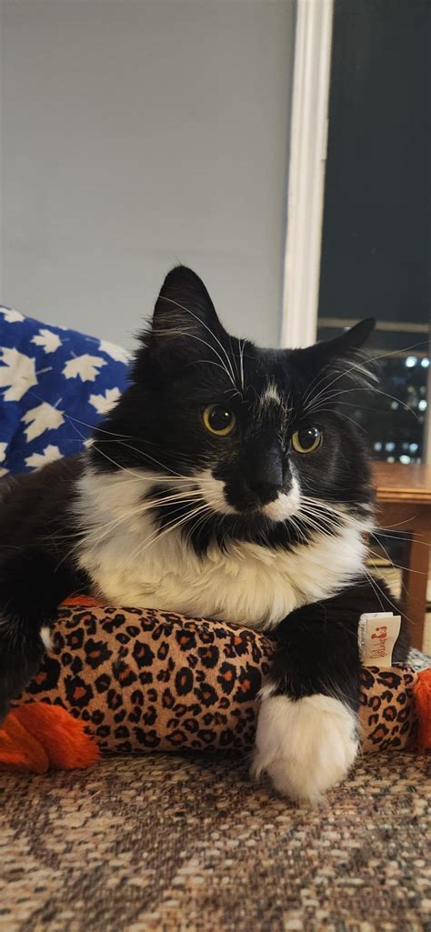 Despite The Outfit I Am Here To Serve Him R Tuxedocats