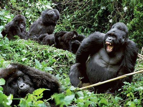 Best Gorilla Permits Uganda Rwanda And Congo Gorilla