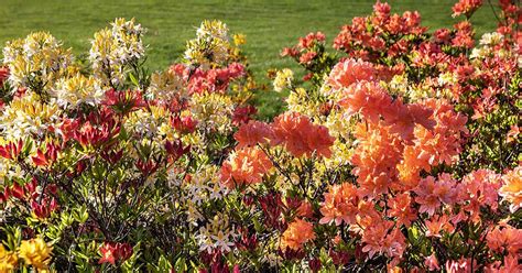 How To Propagate Azaleas Gardeners Path Make House Cool