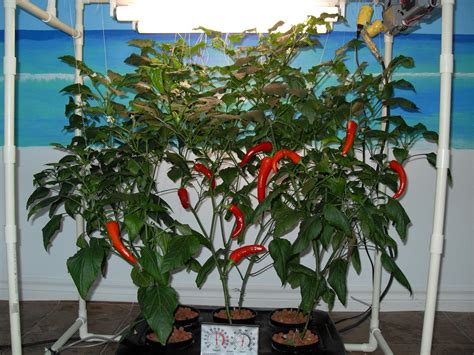 My Indoor Dwc Hydroponics System 10 Steps With Pictures Instructables