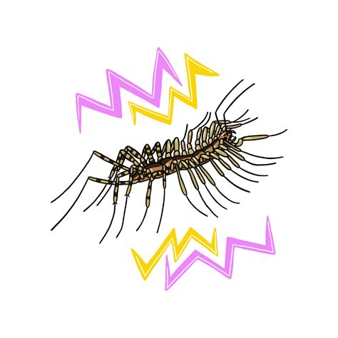 The Truth About House Centipedes Campus Connection Uw La Crosse