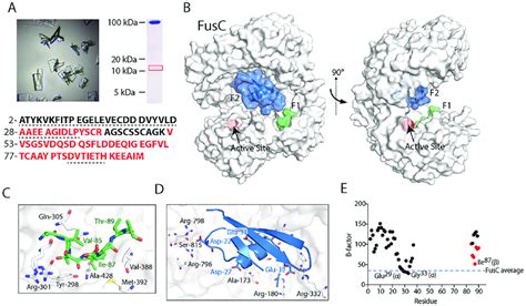 The Crystal Structure Of Fusc In Complex With Ferredoxin Reveals Two Download Scientific