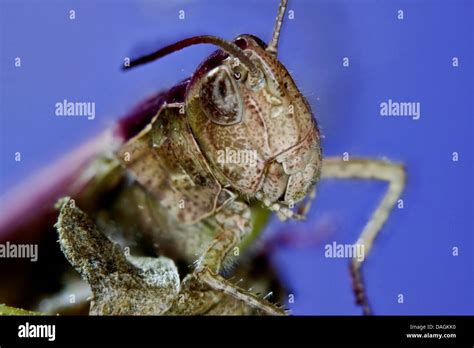 Field Grasshopper Common Field Grasshopper Chorthippus Brunneus