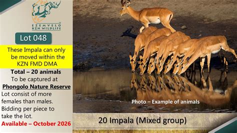 048 20 X Impala Mixed Group Rs Auctioneers Pty Ltd 2