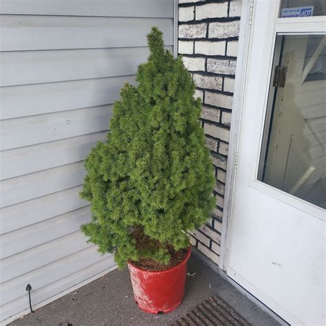 Propagating My Dwarf Alberta Spruce Step By Step Guide