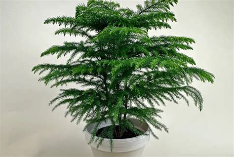 Norfolk Island Pine Araucaria Heterophylla Care Guide