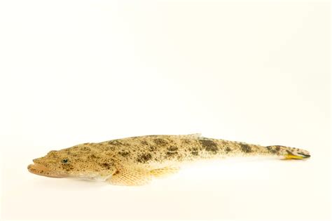 Bartail Flathead Platycephalus Indicus Joel Sartore