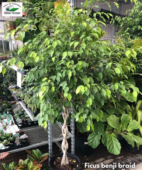 Weeping Fig Tree Braid Blue Grass Nursery Garden Centre Calgary Edmonton Red Deer