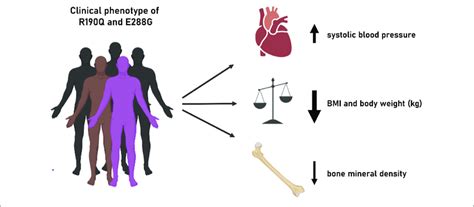 Illustration Of Clinical Phenotype Of Gipr R190q And E288g Overview Download Scientific