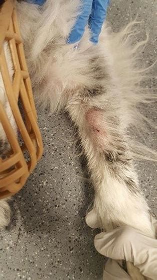 Introducing The Ward Phlebitis Scoring Chart 2018 A Reflective And Personal Practical Review