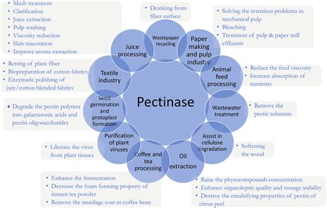Applications Of Pectinases In The Various Biotechnological And Download Scientific Diagram