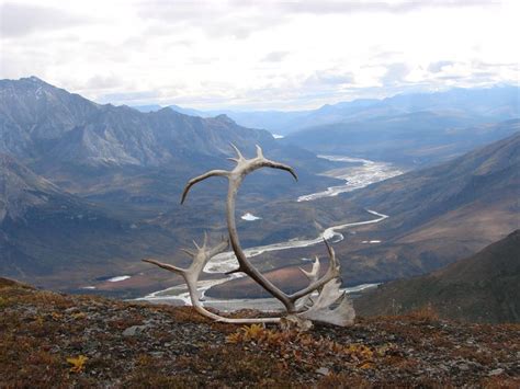 A Caribou Skull Left From A Winter Wolf Kill Near Karuk Repeater North