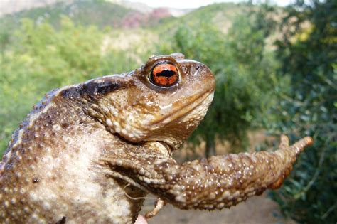 90 Free Warts And Toad Images Pixabay
