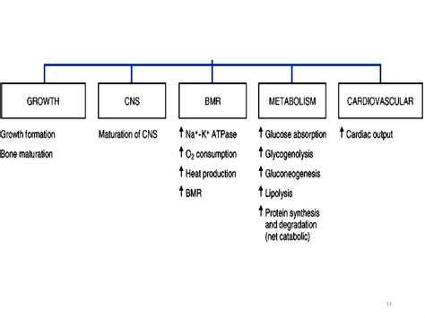 Thyroid Drugs Ppt