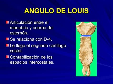 Caja Toraxica Y Columna