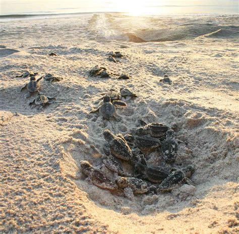 Best Places To See Sea Turtle Hatchlings