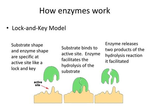 Enzymes Biological Catalysts Ppt Download