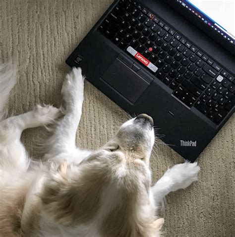 Lenovo Canada Deals Save Off All Accessories To Off Thinkpad More Canadian