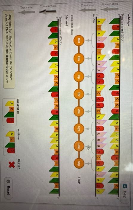 Solved Use The Mutations Interactive To Determine Which
