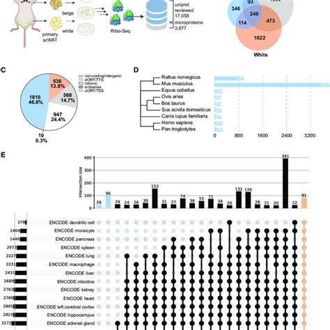 Ribosome Profiling To Define Primary Differentiated White Brown And Download Scientific
