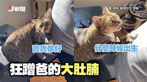 以為爸懷孕將有小奴才虎斑埋頭狂蹭大圓肚寵物動物虎斑貓貓咪 YouTube