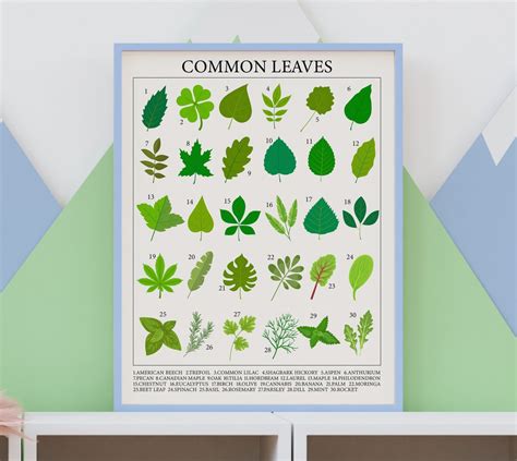 Leaves Poster Botanical Poster Plant Leaf Poster Explore The Wonders