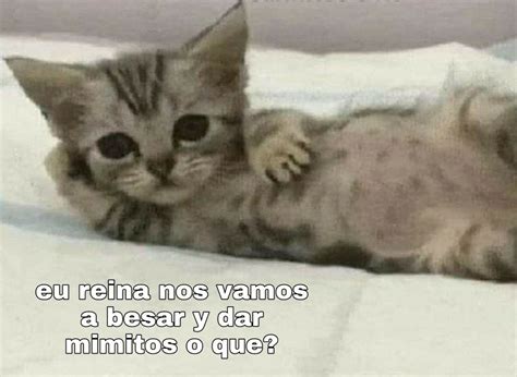 Funny Romantic Memes With Cats Meow In Spanish Spanish Text Cat