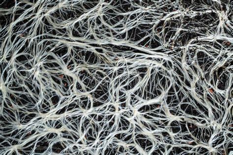 Root System Of Plants In Soil Stock Image Image Of Growth Spring