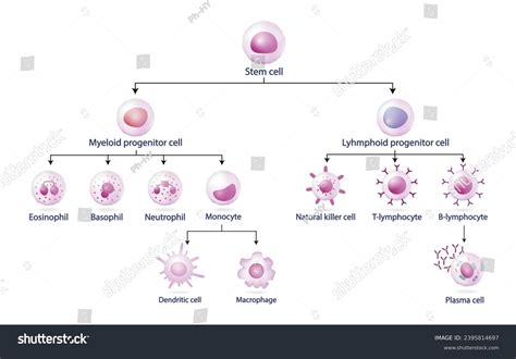 Immune System Cells Chart