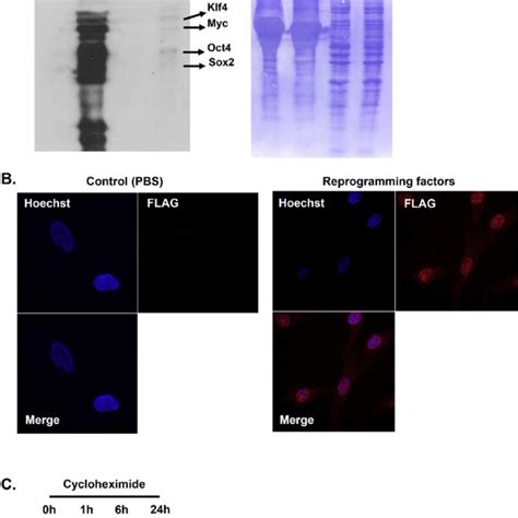 Generation Of Ipsc From Newborn Human Foreskin Fibroblast Cells By Download Scientific Diagram