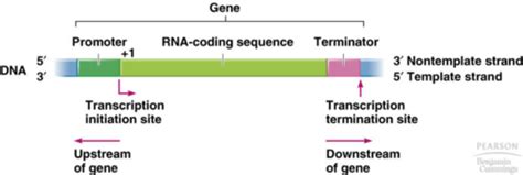 Genetics Lab Final Flashcards Quizlet