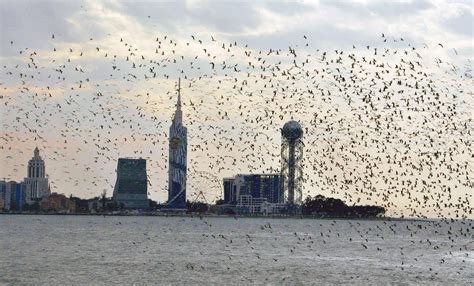 გართობა